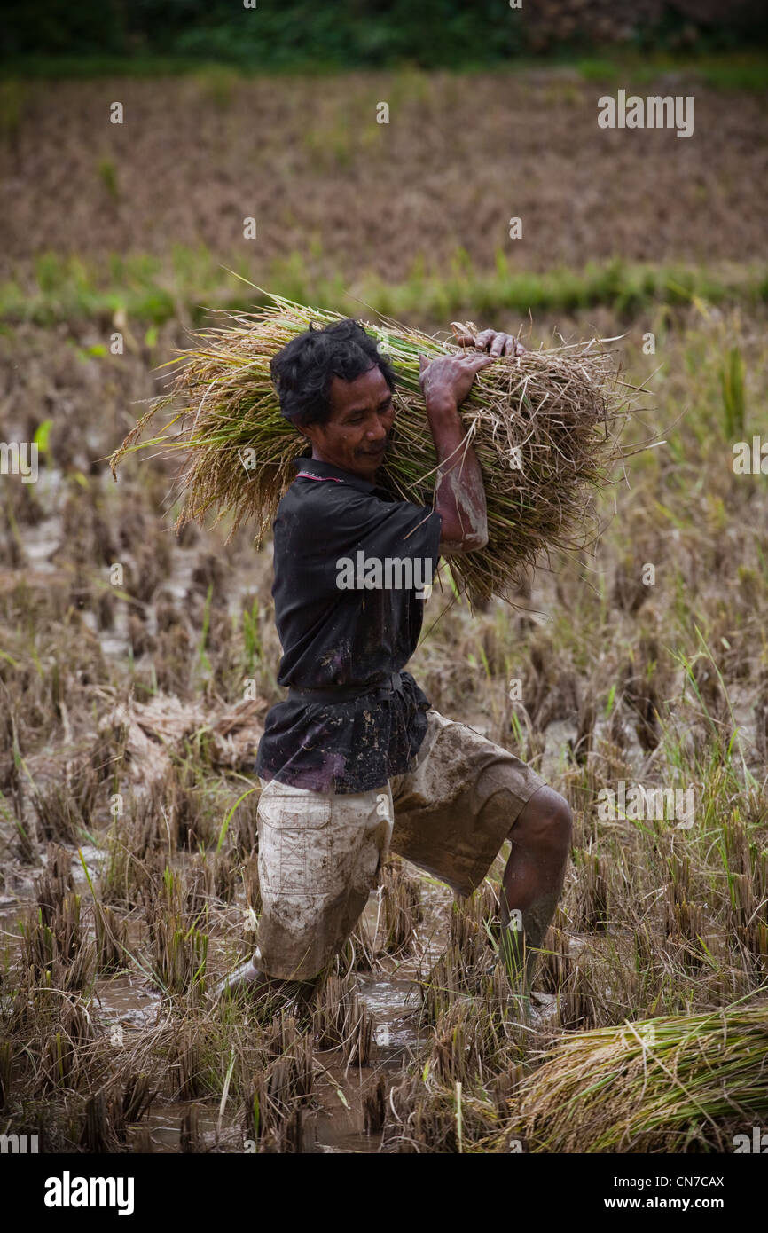 Local People Working In Rice Fields, Rantepao Toraja Sulawesi Indonesia ...
