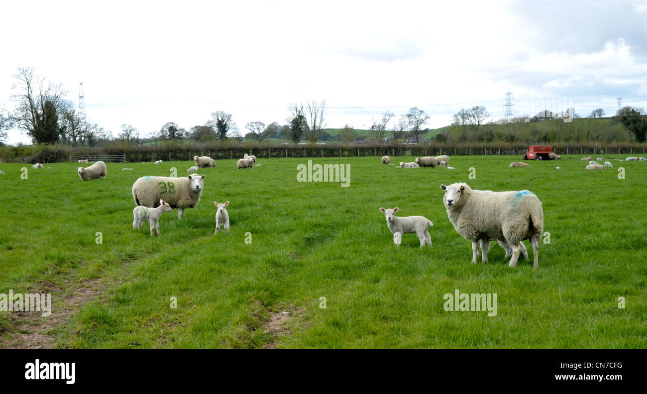 Two ewes and their lambs in a field full of sheep stand and look at the ...