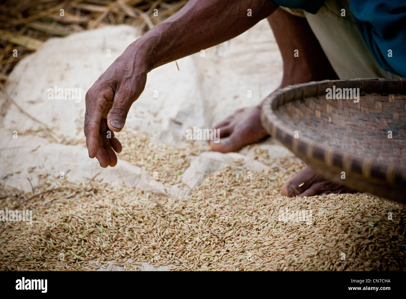 Separating chaff from grain hi-res stock photography and images - Alamy