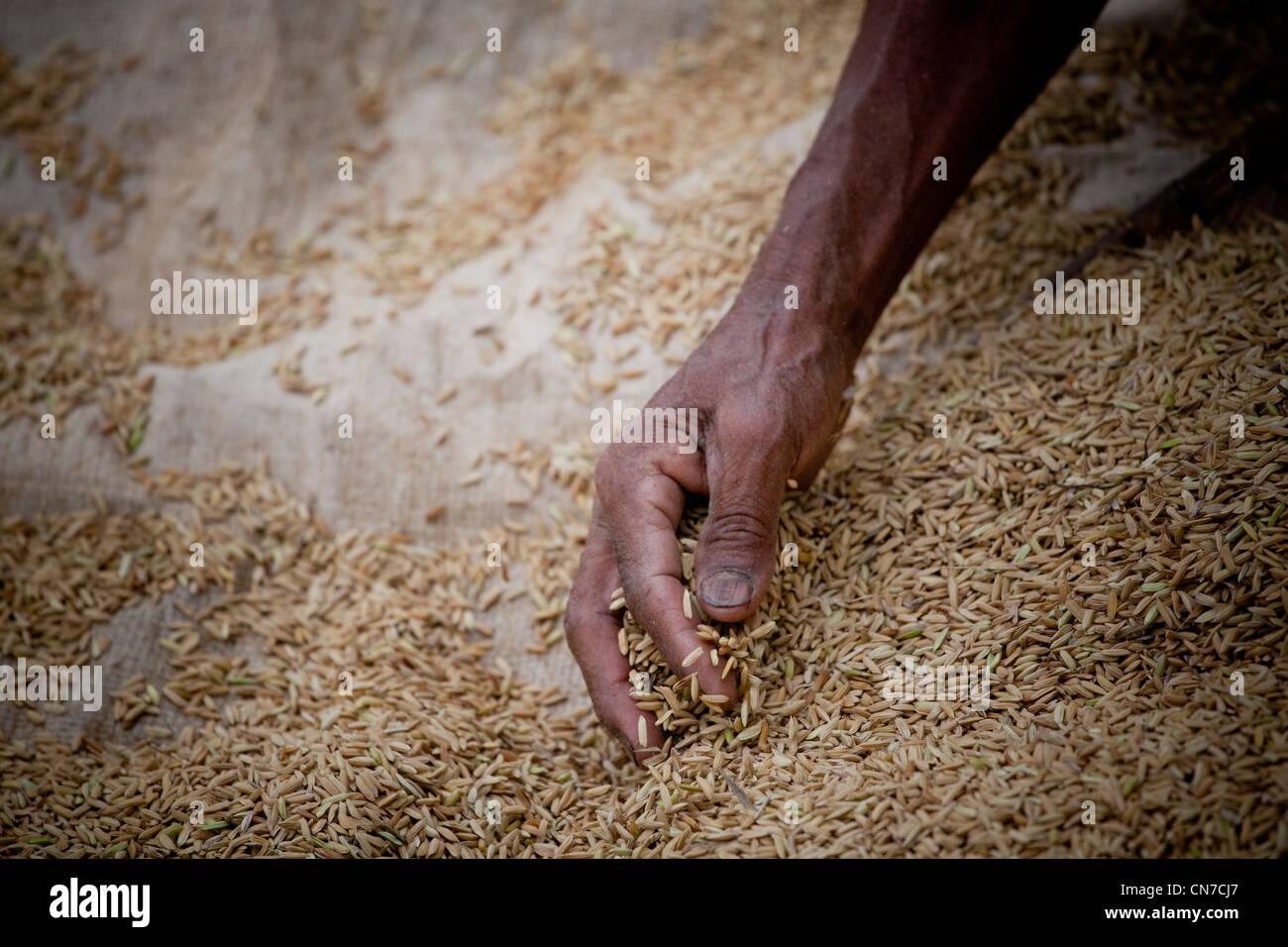 Separating chaff from grain hi-res stock photography and images - Alamy