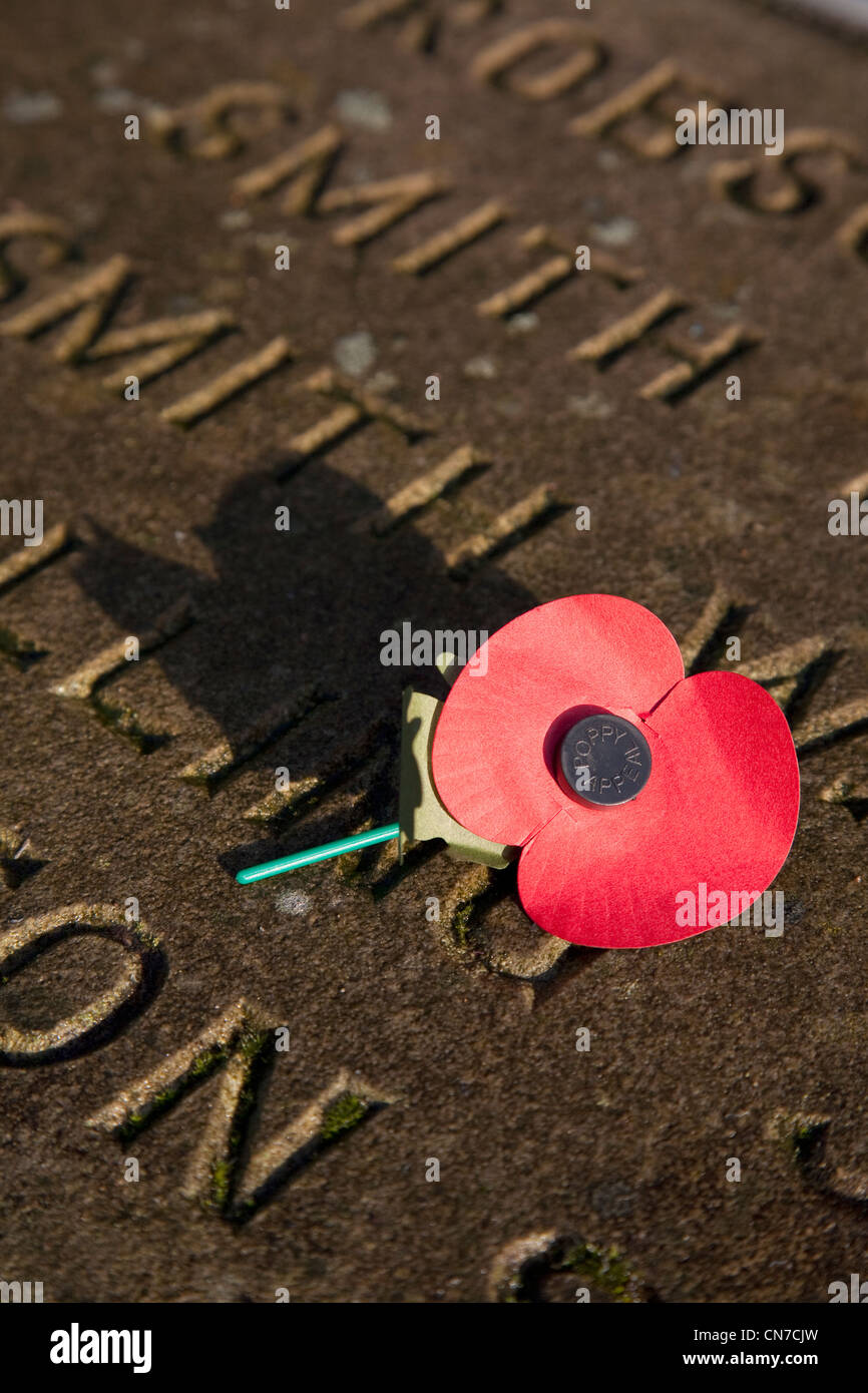 poppy appeal poppy in the sun on a war memorial on remembrance sunday ...