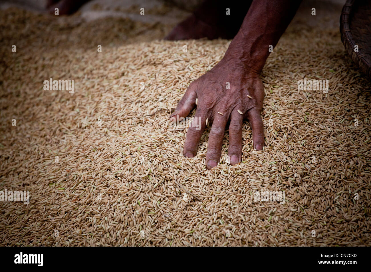 Golden pearl rice hi-res stock photography and images - Alamy