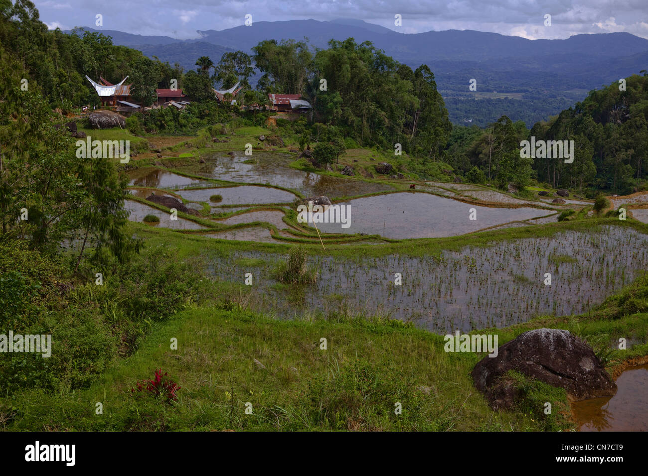 Panorama of terrace fields and villages, Java, Bali, South Pacific ...