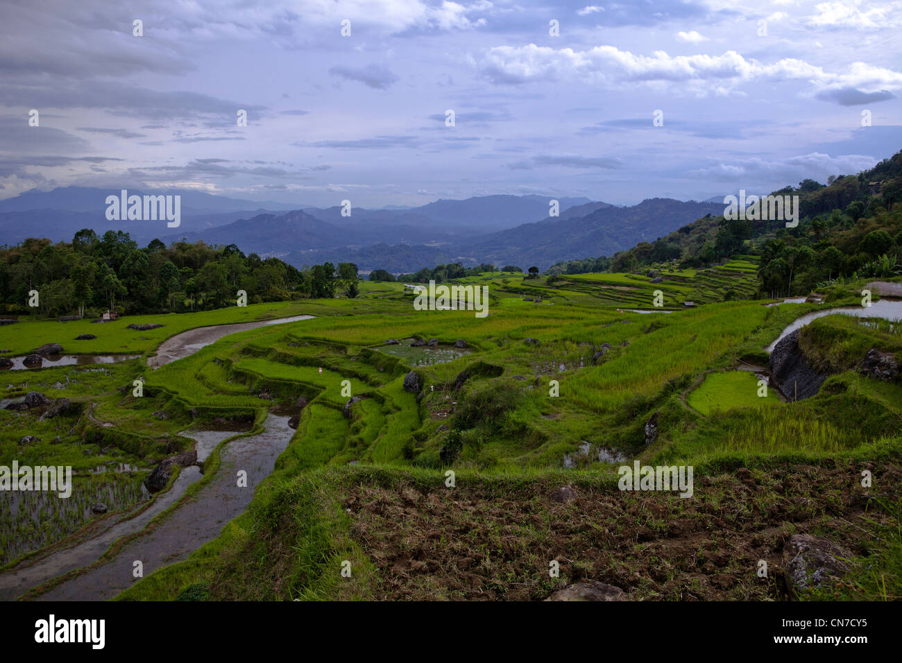 Panorama of terrace fields and villages, Java, Bali, South Pacific ...