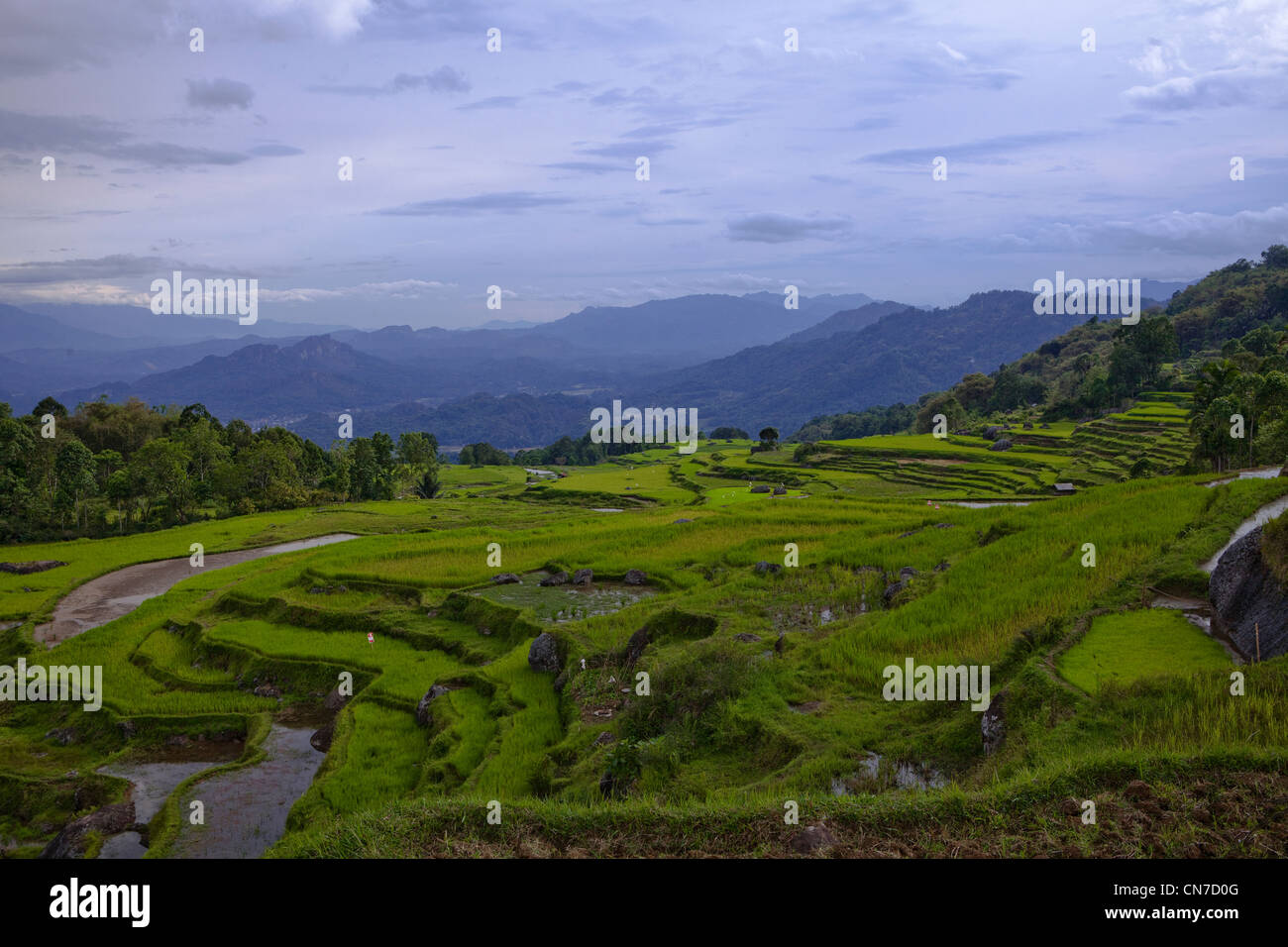Panorama of terrace fields and villages, Java, Bali, South Pacific ...