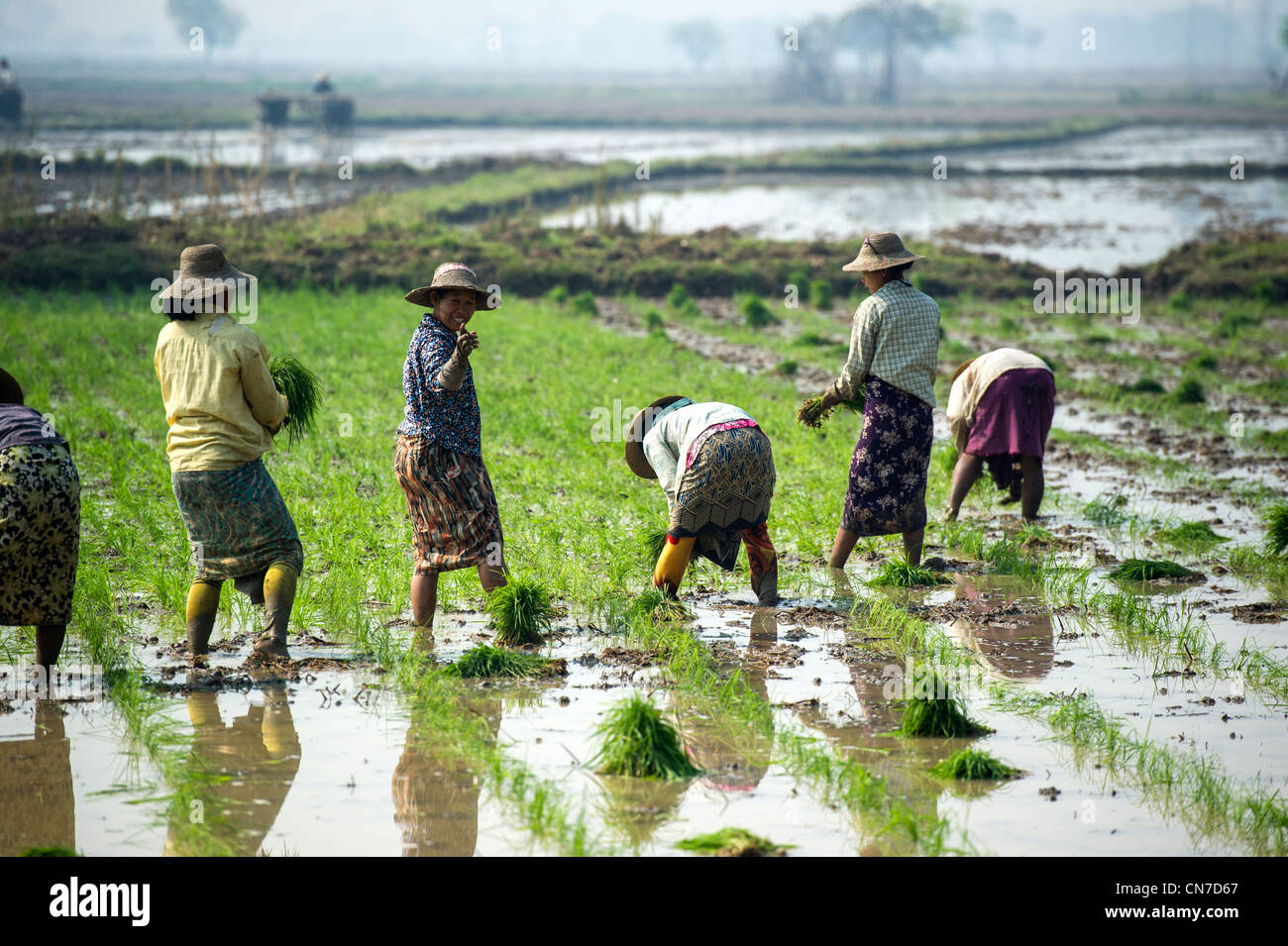 Women planting rice in Myanmar (Burma Stock Photo - Alamy
