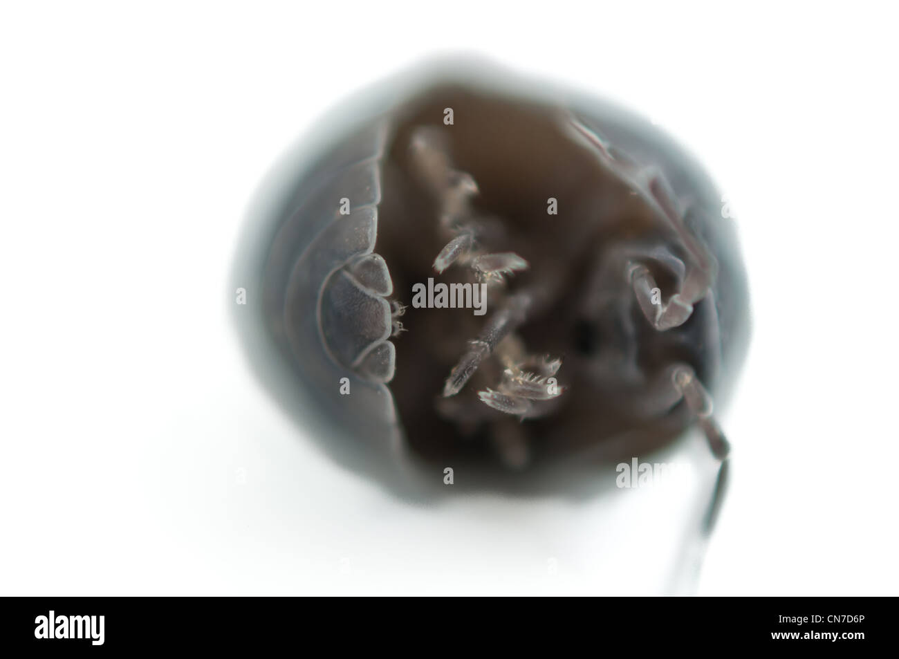 Close up of an isopod on white background using soft focus Stock Photo ...