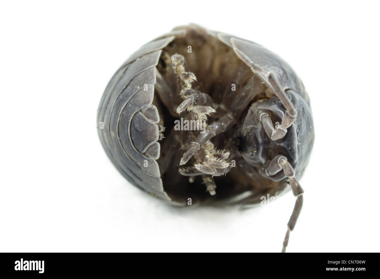 Close up of an isopod on white background Stock Photo - Alamy
