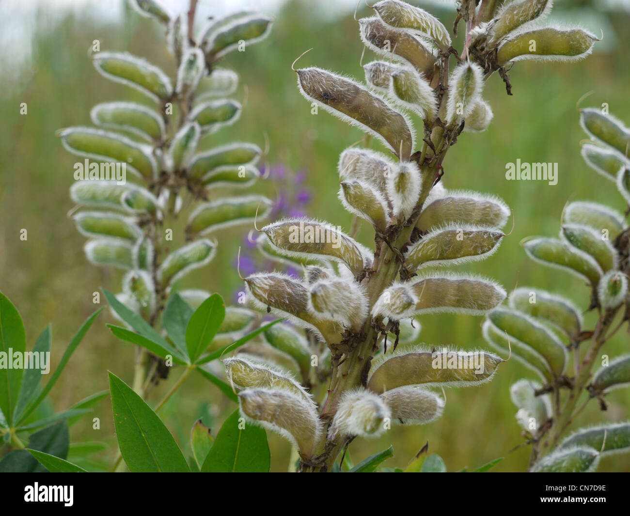 wild seed pods Stock Photo - Alamy