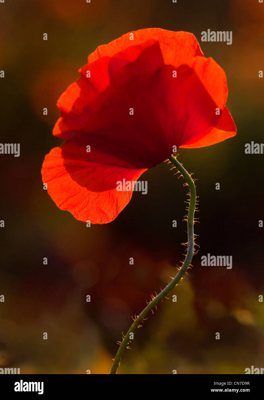 A single poppy highlighted in the early morning light playing through ...