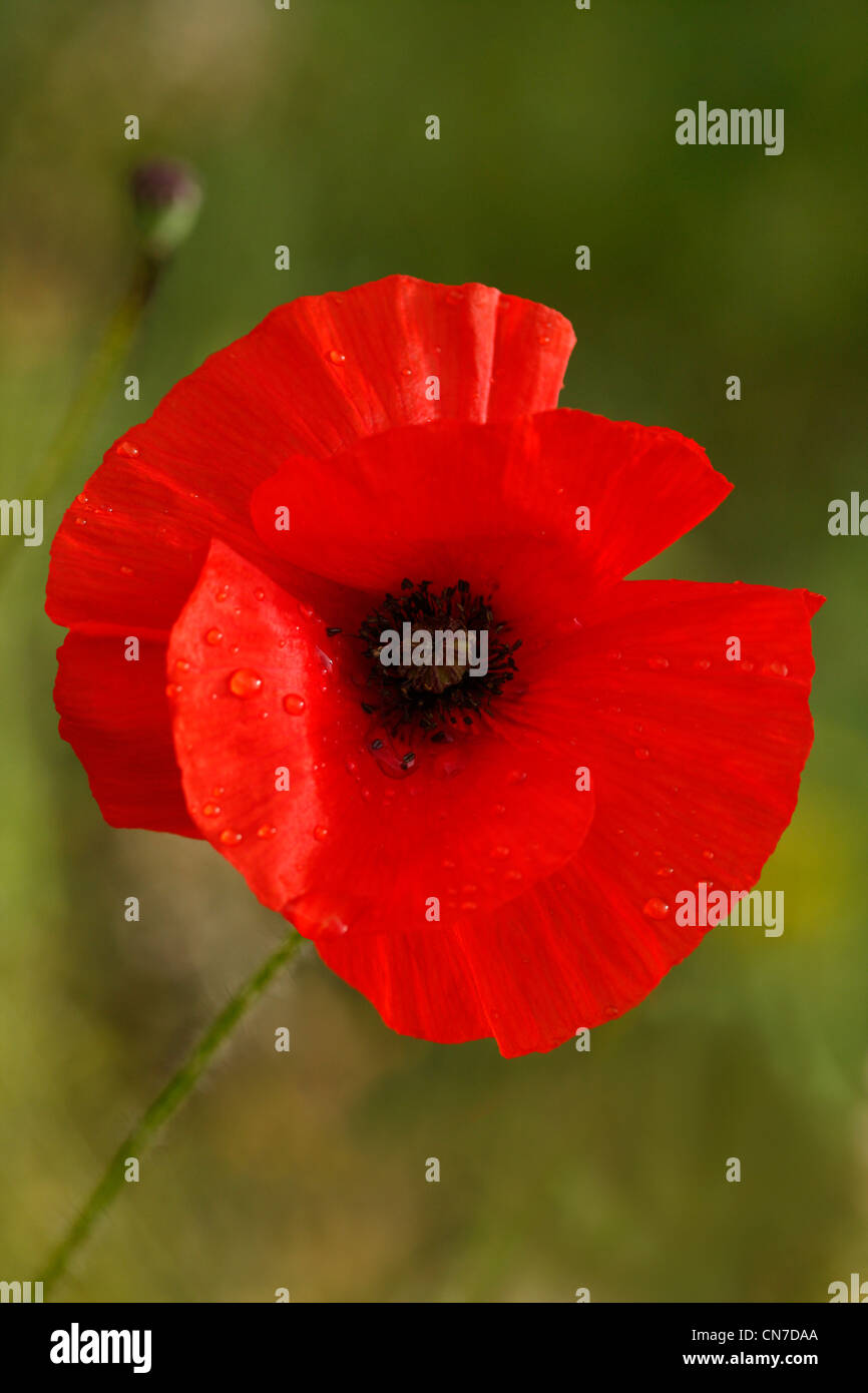 A single poppy in the early morning light Stock Photo - Alamy