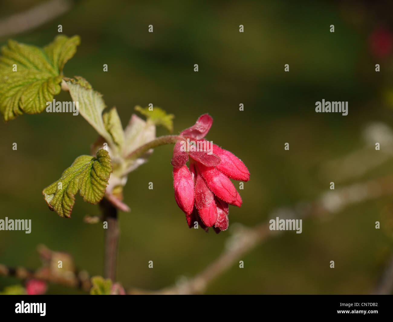 wild flowering current Stock Photo - Alamy