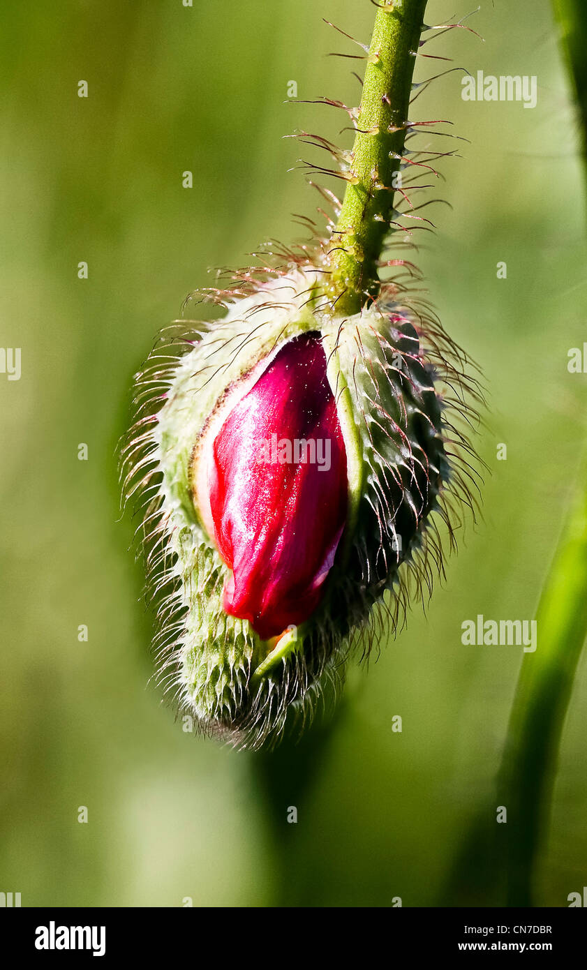 Inspiring close up break hi-res stock photography and images - Alamy