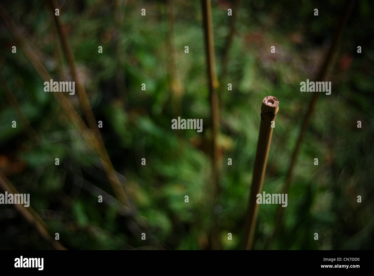 Outdoor still life hi-res stock photography and images - Alamy