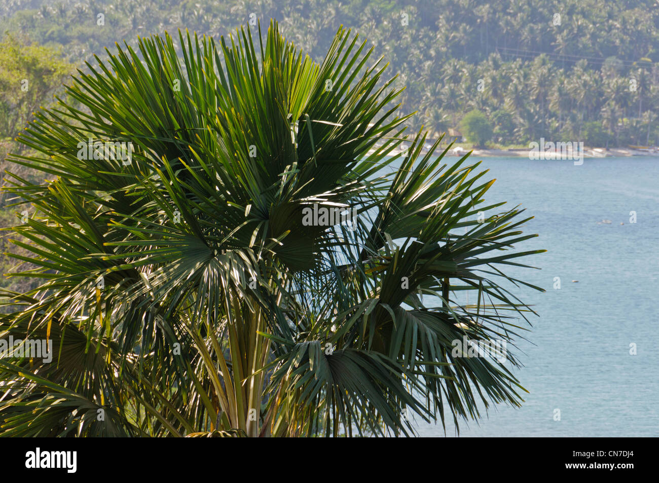 Muelle Bay, Puerto Galera, Oriental Mindoro, Philippines, Southeast ...
