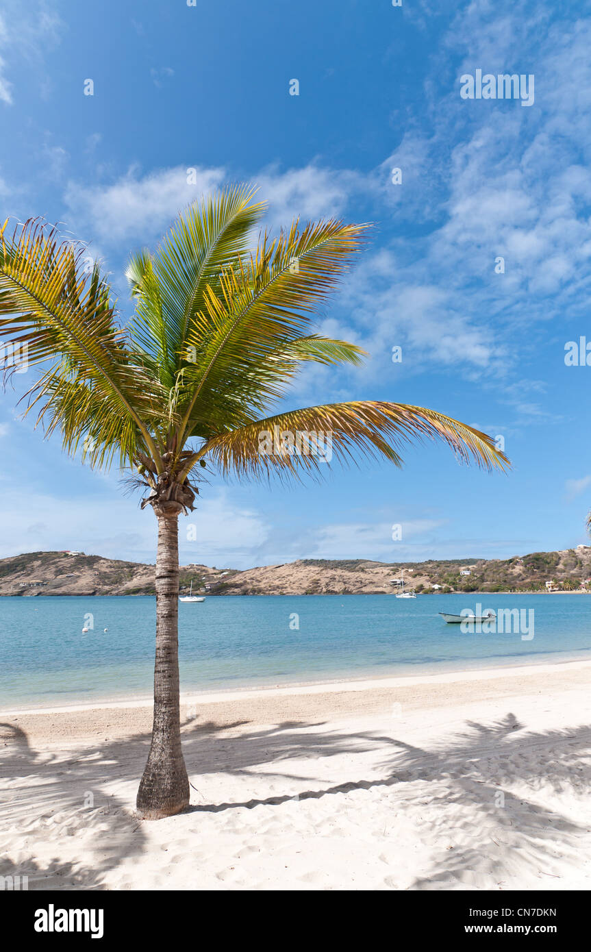 A coconut palm tree stands on a sunny Caribbean beach Stock Photo - Alamy