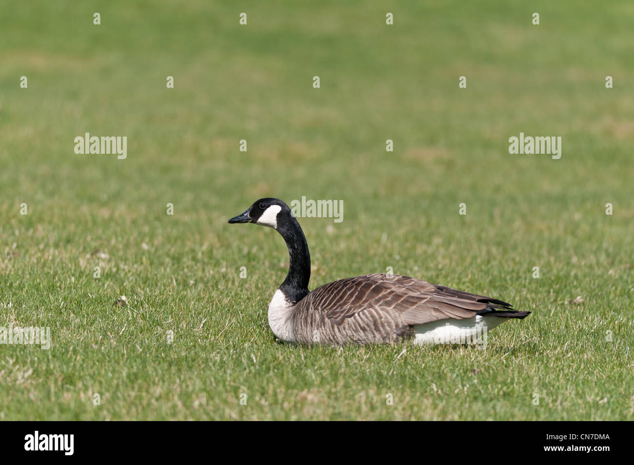 A Canada goose sits on a grassy field Stock Photo - Alamy