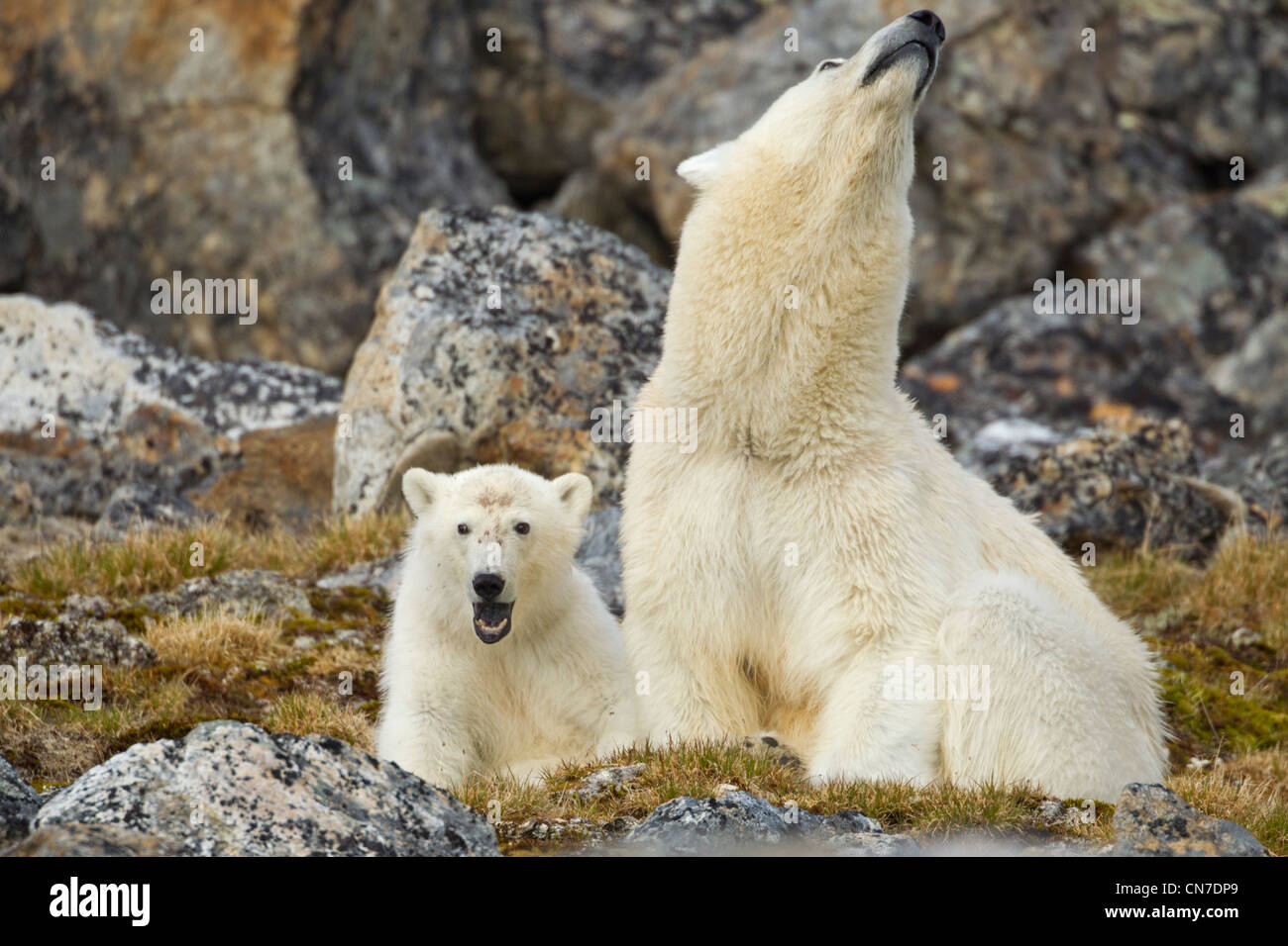 Brown bear yawning hi-res stock photography and images - Alamy