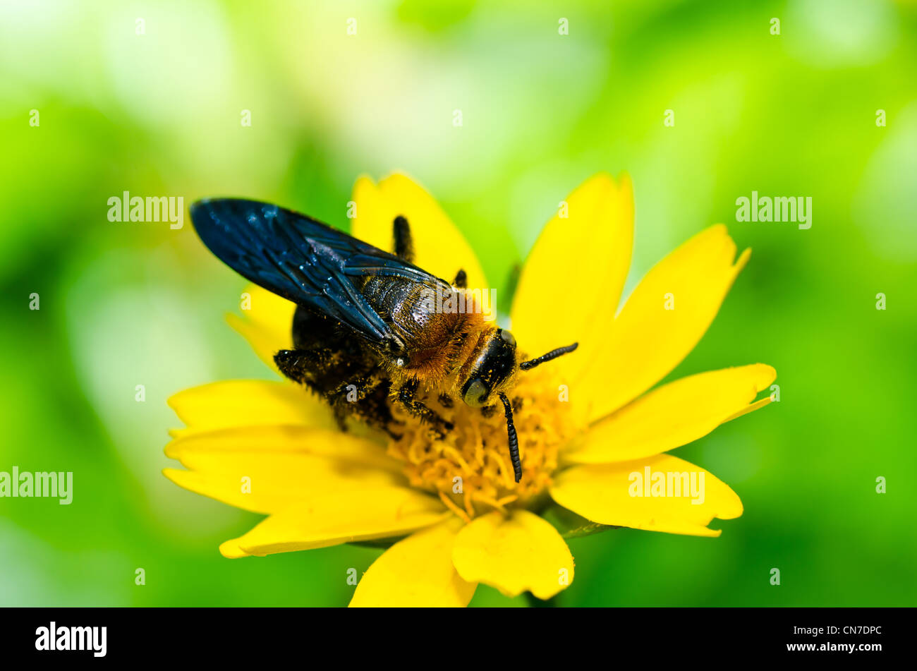 bee in green nature or in the garden Stock Photo - Alamy