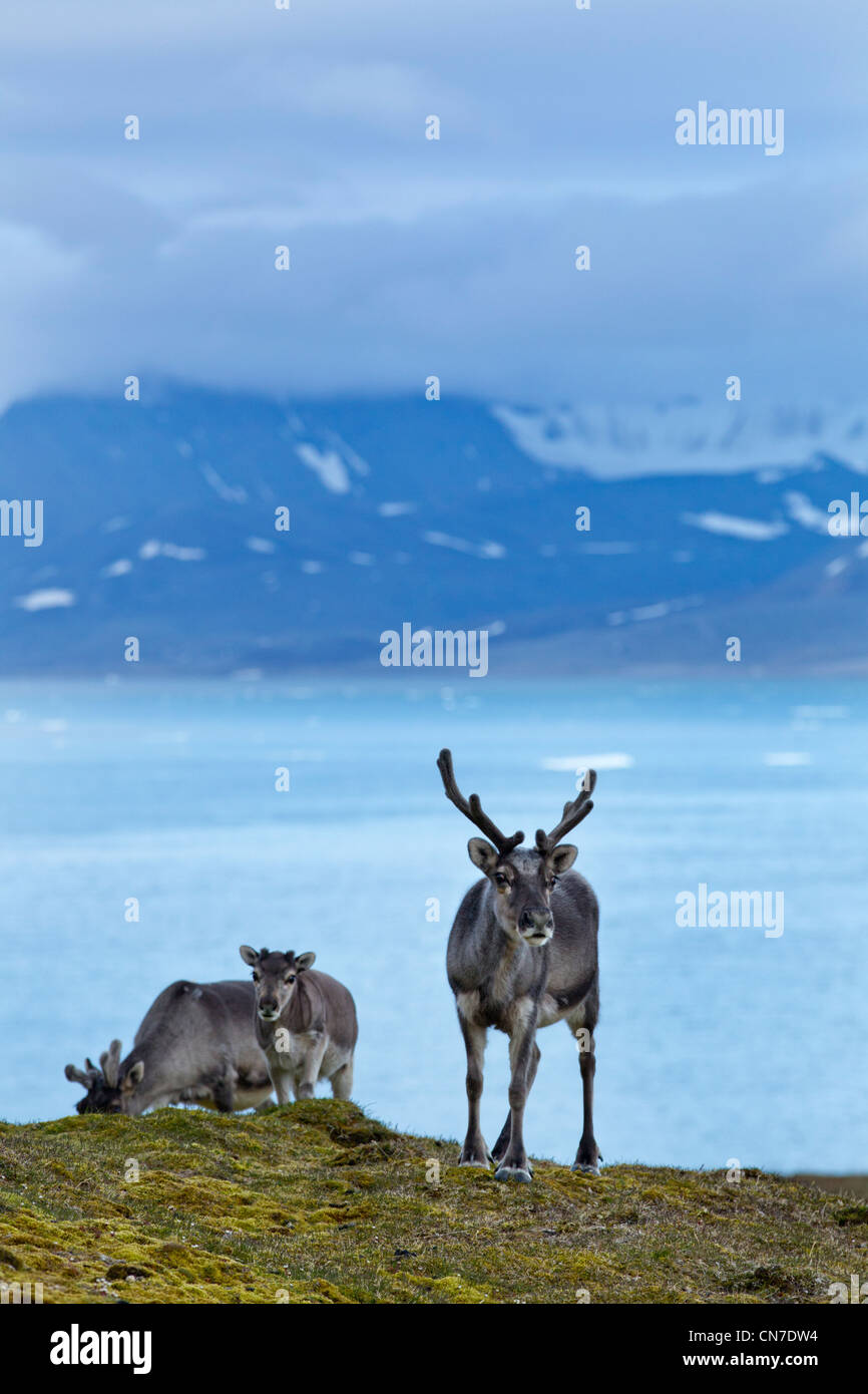 Norway, Svalbard, Spitsbergen Island, Herd of Reindeer (Rangifer ...