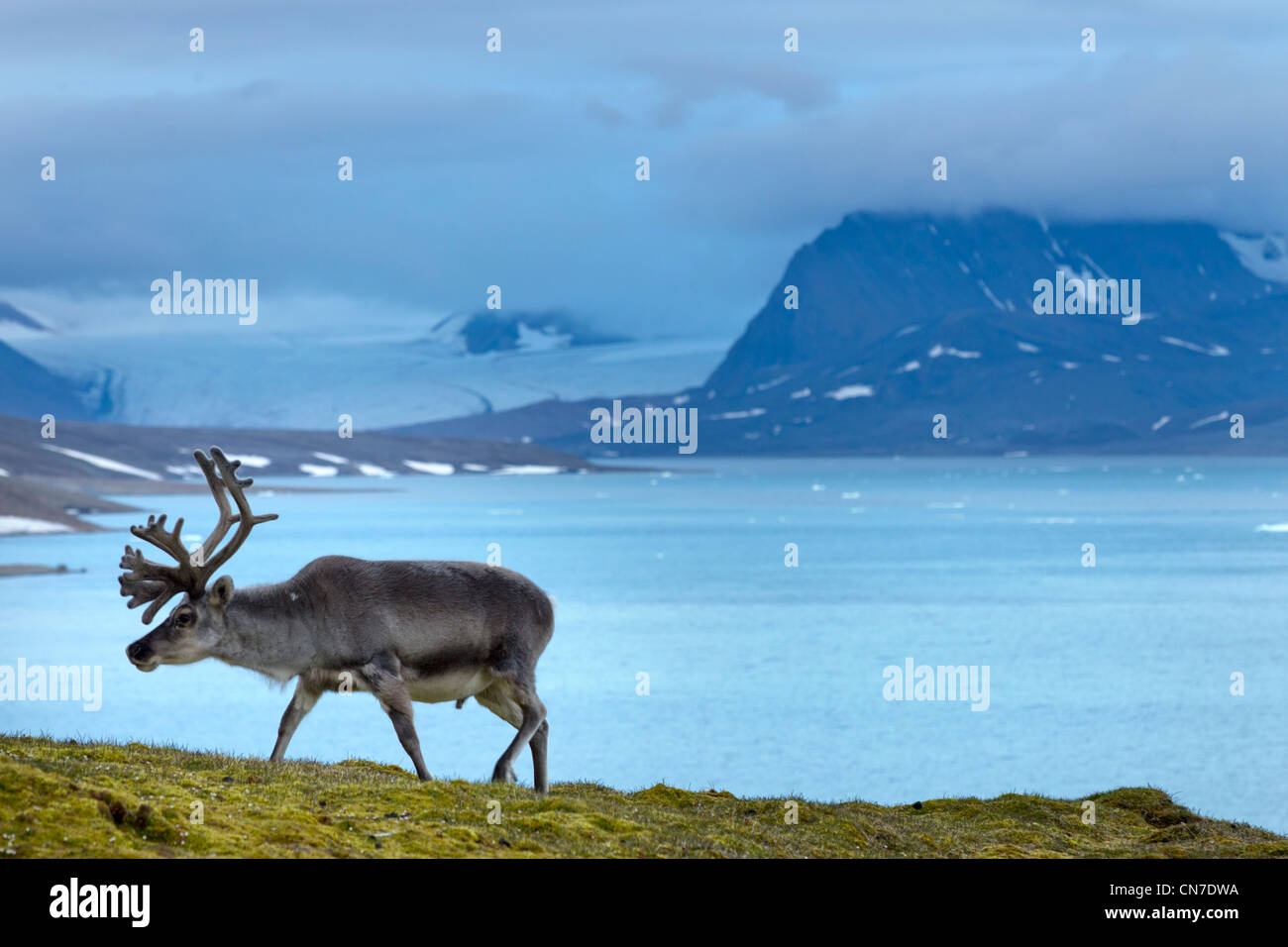 Norway, Svalbard, Spitsbergen Island, Reindeer (Rangifer tarandus ...