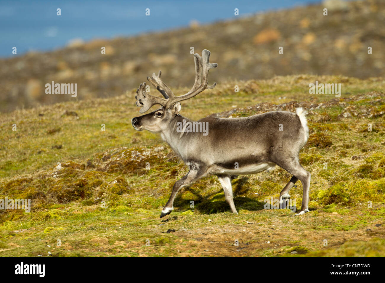 Norway, Svalbard, Spitsbergen Island, Reindeer (Rangifer tarandus ...