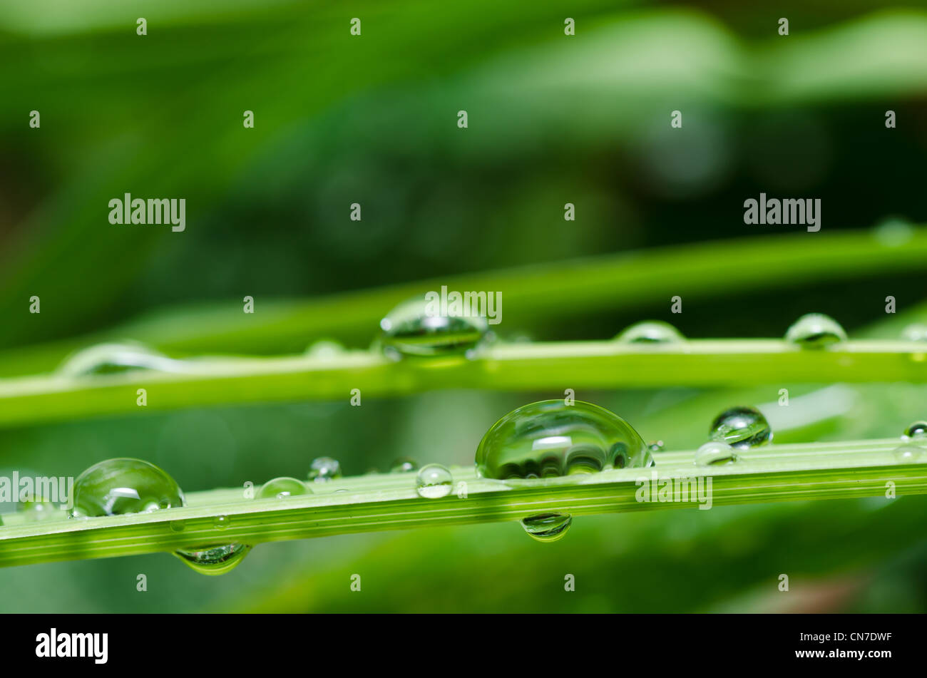 fresh water drops in green nature or in forest Stock Photo - Alamy