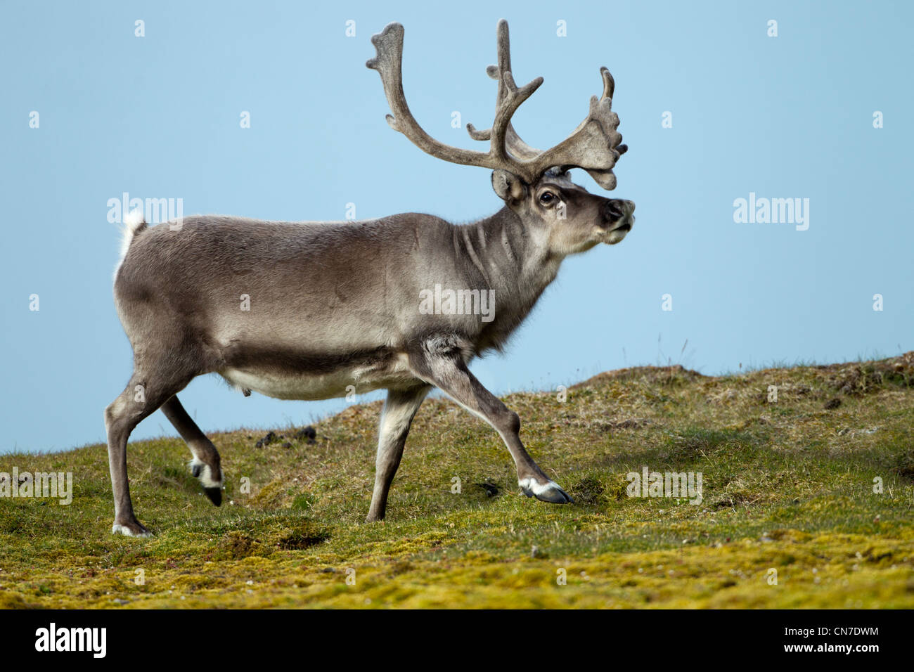 Caribou Animal Running
