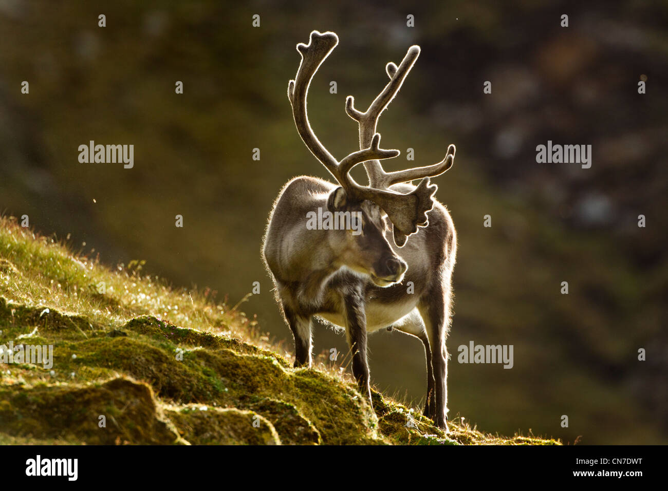 Norway, Svalbard, Spitsbergen Island, Reindeer (Rangifer tarandus ...