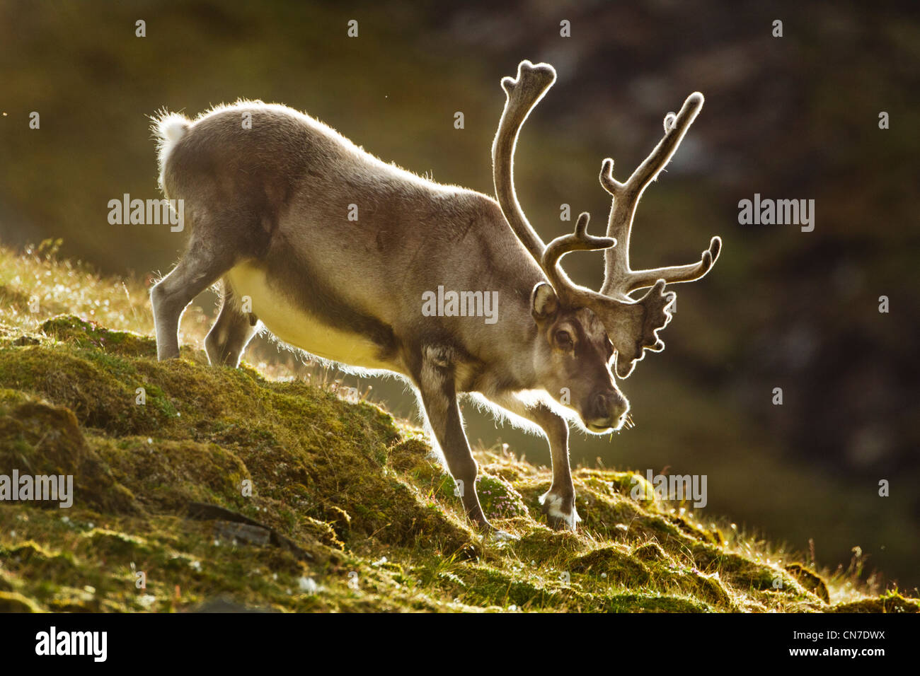 Norway, Svalbard, Spitsbergen Island, Reindeer (Rangifer tarandus ...