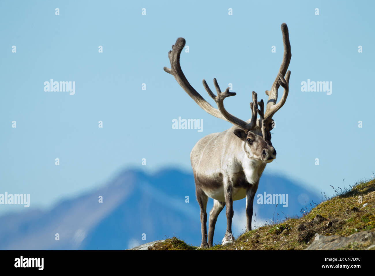 Norway, Svalbard, Spitsbergen Island, Reindeer (Rangifer tarandus ...
