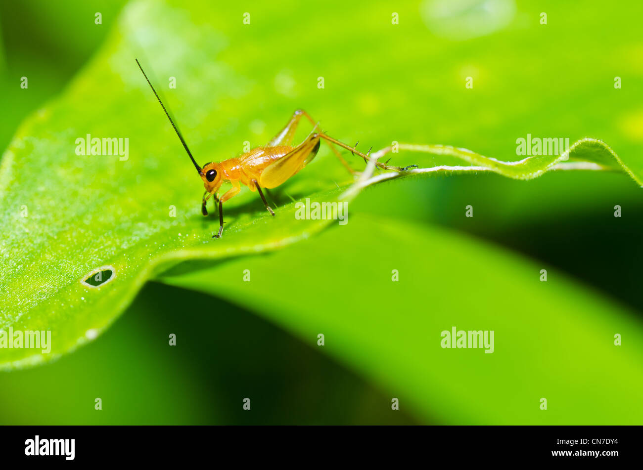 common black cricket in green nature or in the garden Stock Photo - Alamy
