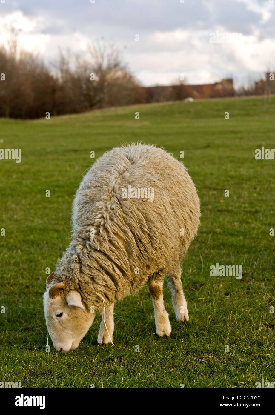Enclosed sheep hi-res stock photography and images - Alamy