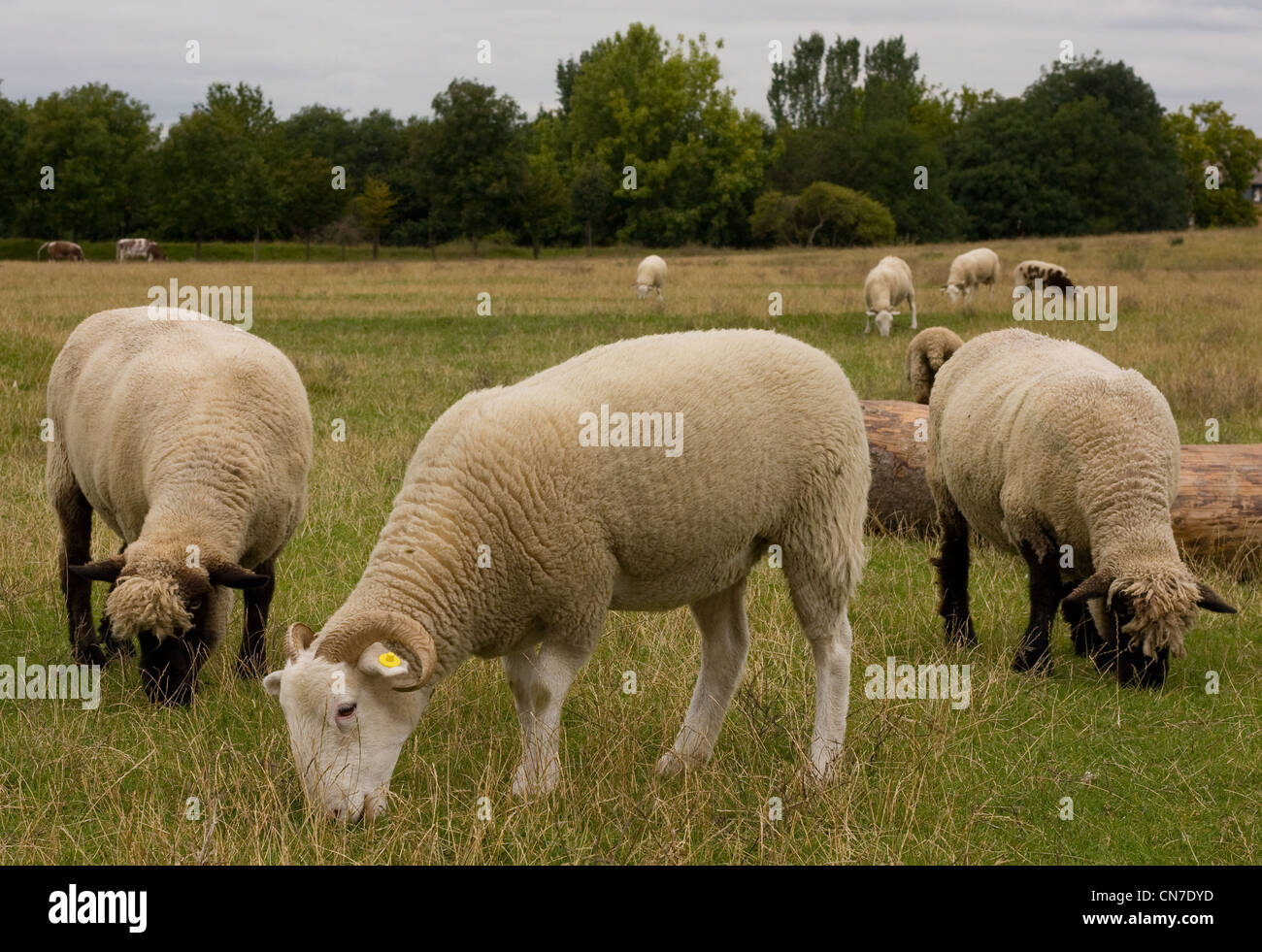 sheep grazing in a field Stock Photo - Alamy