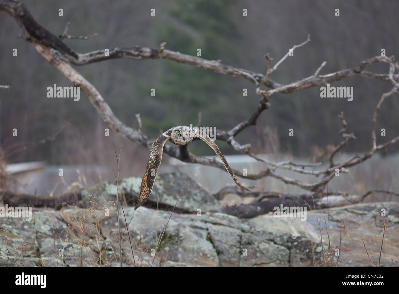 An owl flying through an old tree Stock Photo - Alamy