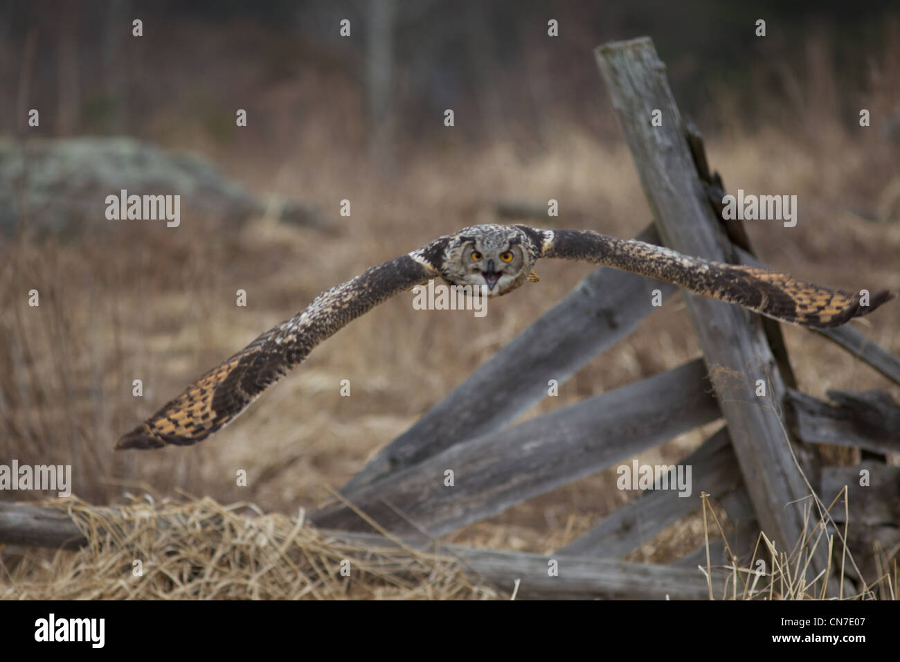 An owl taking flight Stock Photo - Alamy