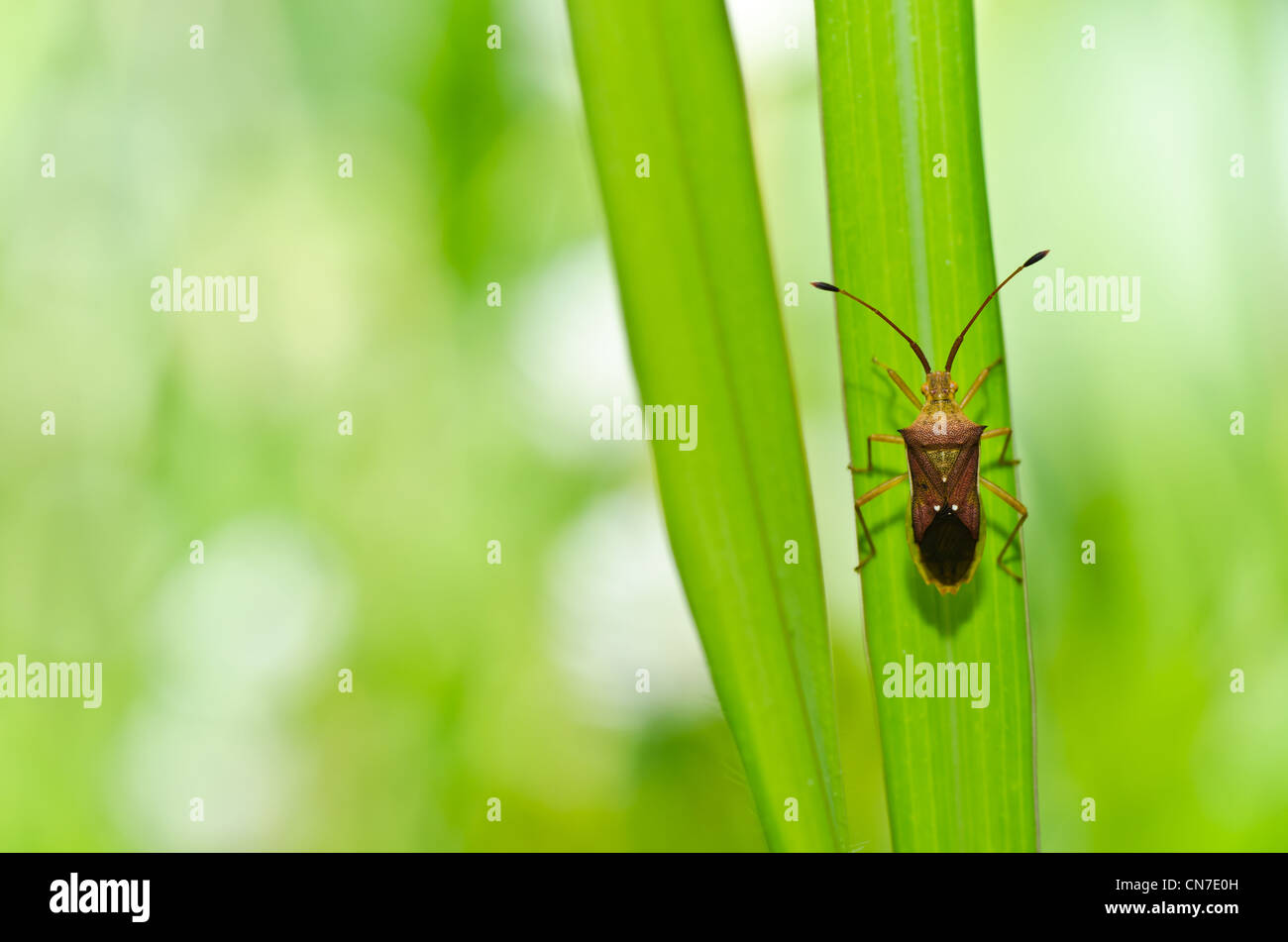 hemiptera in green nature or in the garden Stock Photo - Alamy