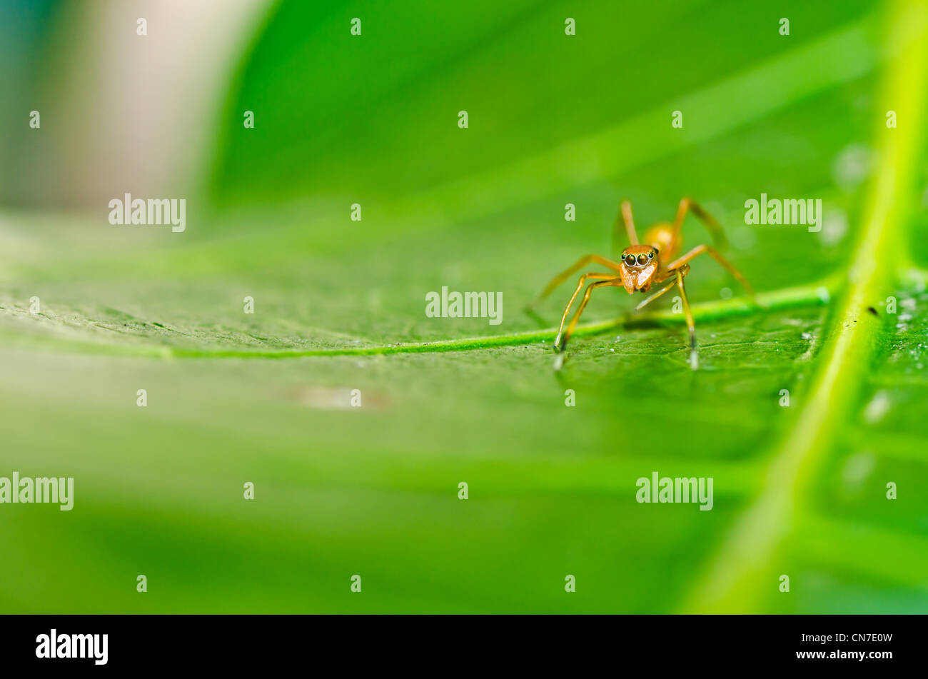 spider in nature or in the garden Stock Photo - Alamy