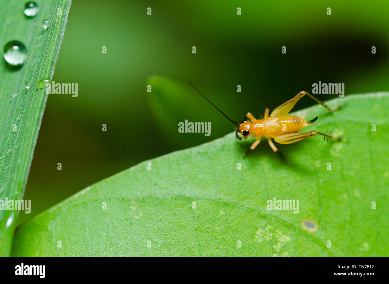 common black cricket in green nature or in the garden Stock Photo - Alamy