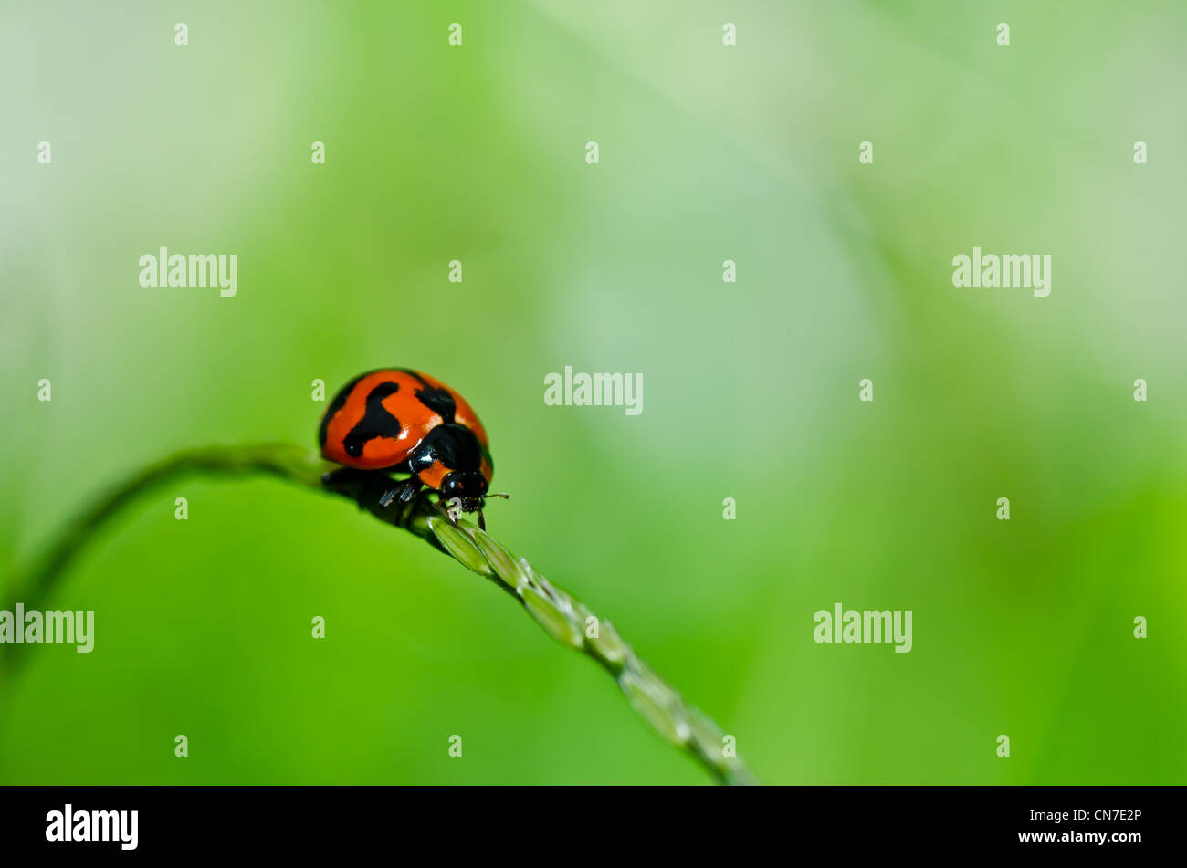 ladybug in the green nature or in the garden Stock Photo - Alamy