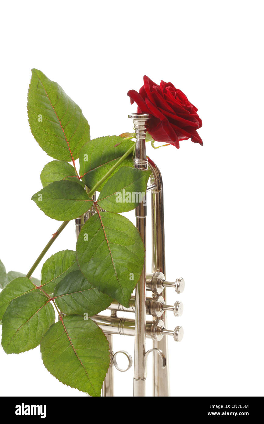 red rose and trumpet love music white background Stock Photo - Alamy