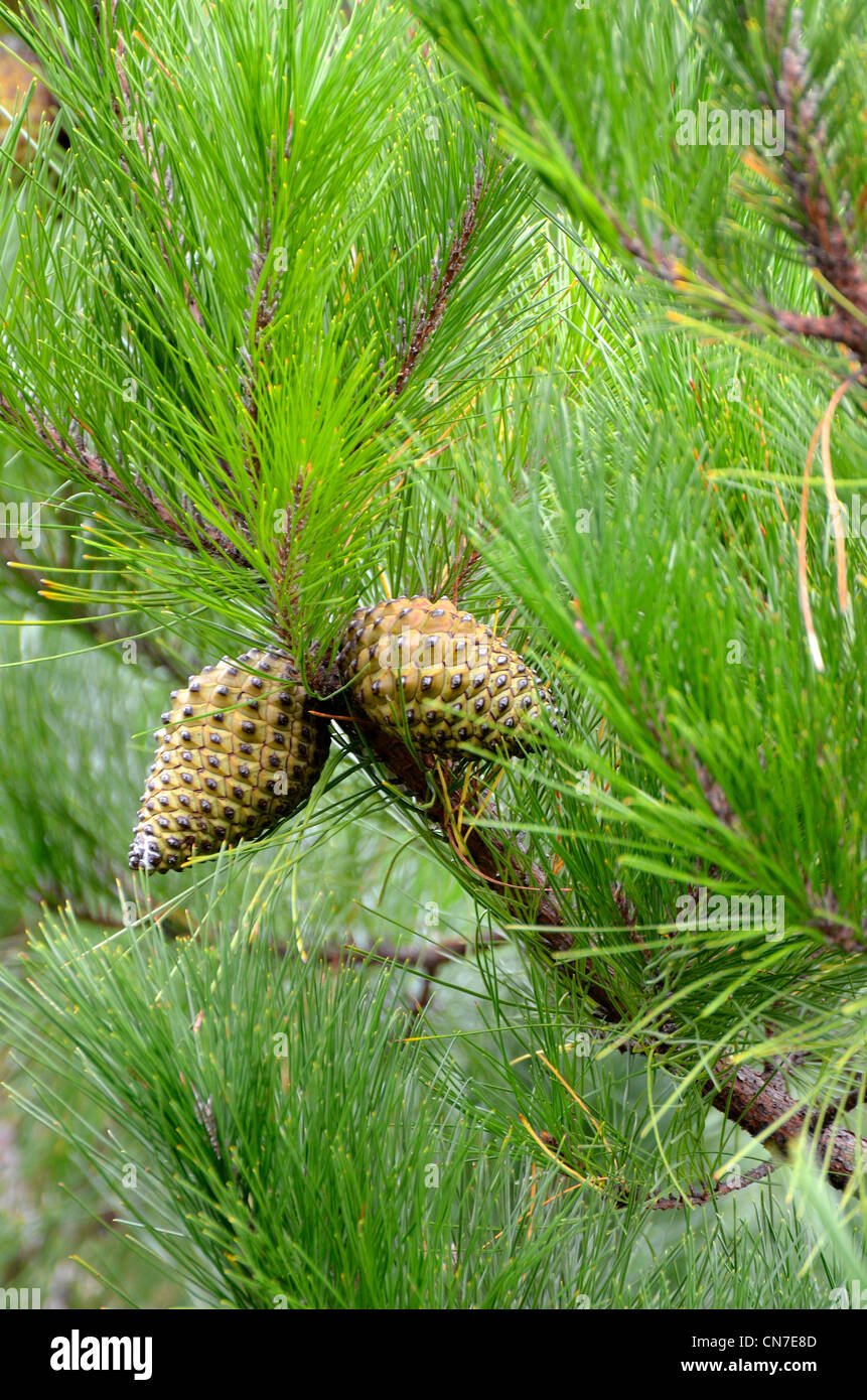 Pine cones in fir tree, Great Barrier Island, Hauraki Gulf, Auckland ...