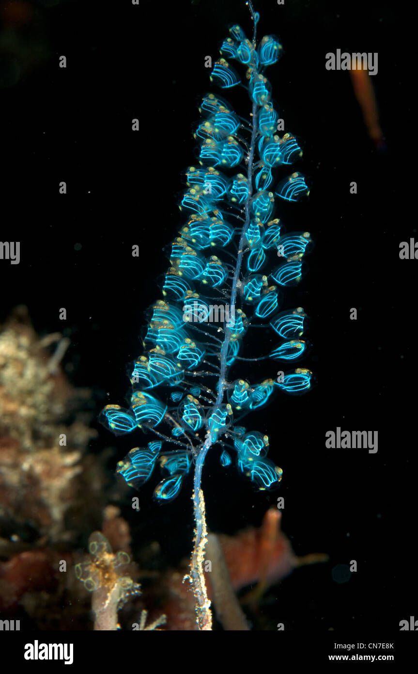 Zooid hi-res stock photography and images - Alamy