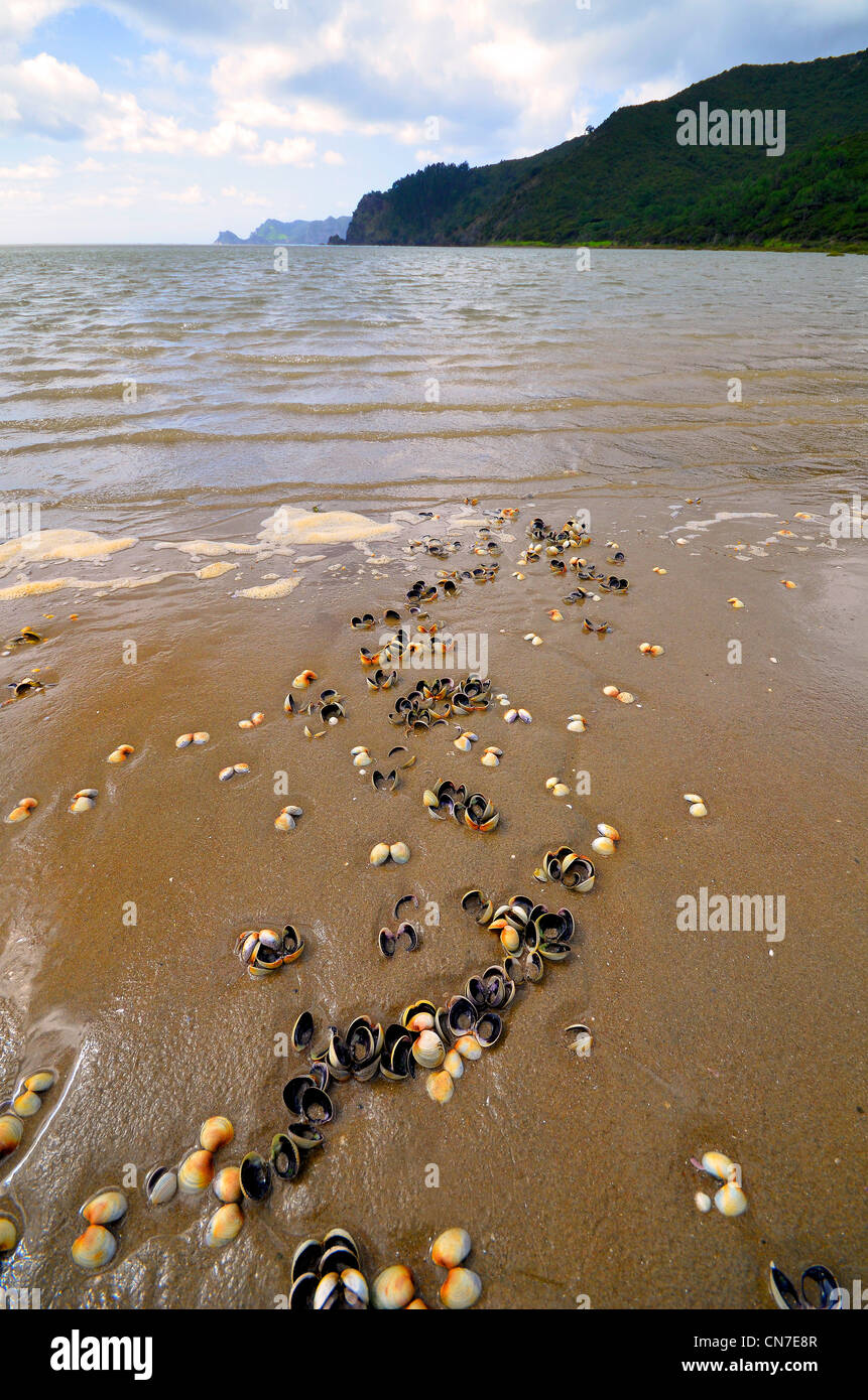 Sea shells on beach, Great Barrier Island, Hauraki New Zealand Stock ...