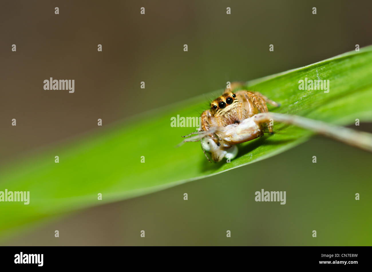 jumping spider in green nature or in the garden Stock Photo - Alamy