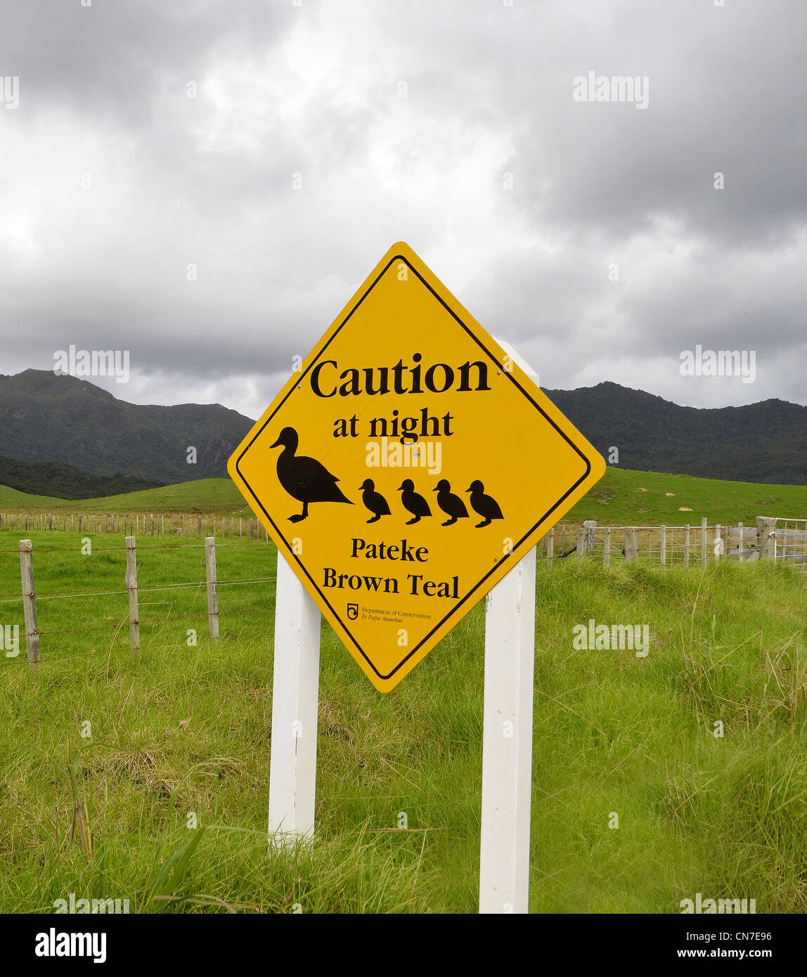Caution sign - Pateke Brown Teal on roads at night, Great Barrier ...