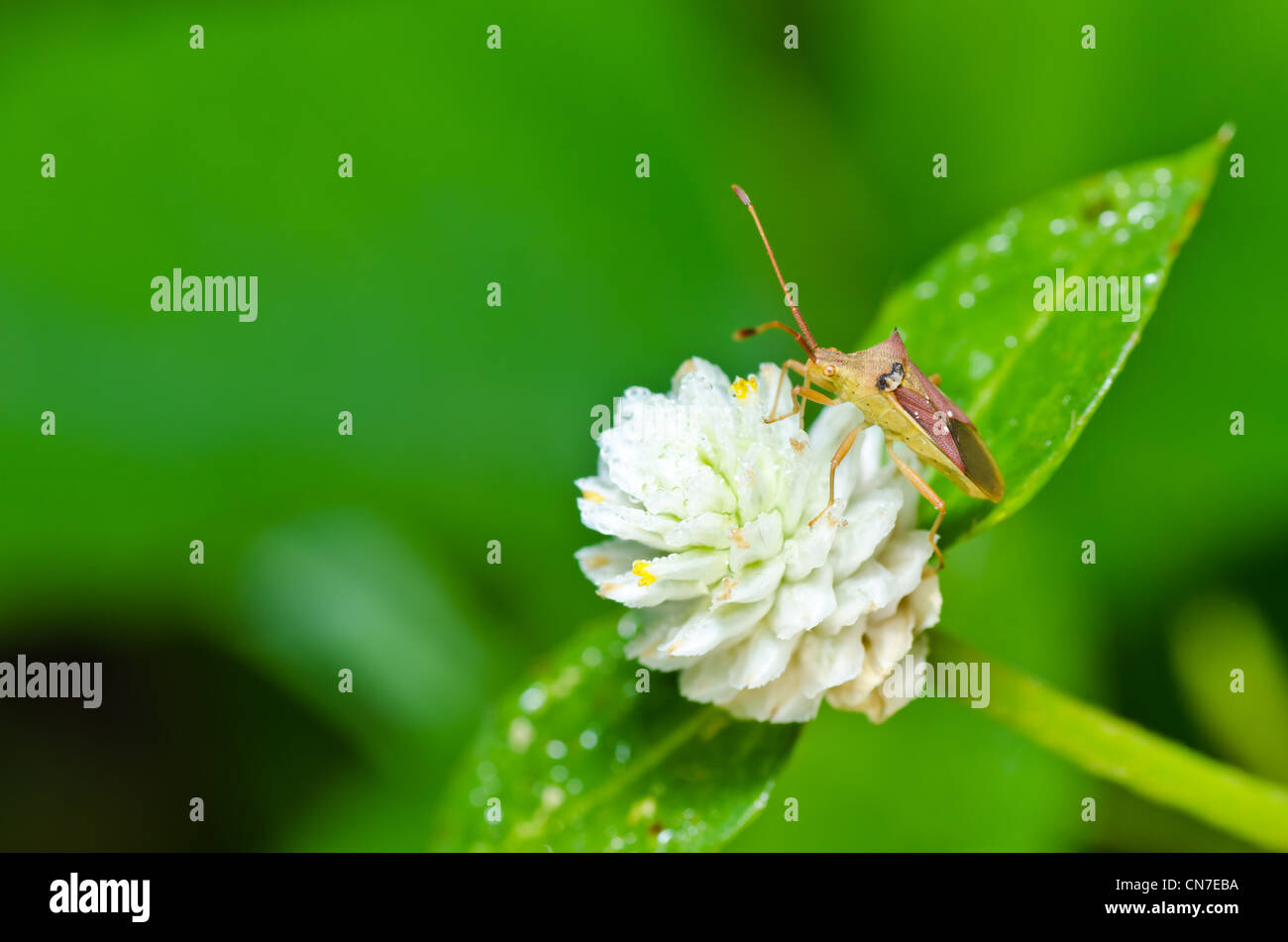 hemiptera in green nature or in the garden Stock Photo - Alamy