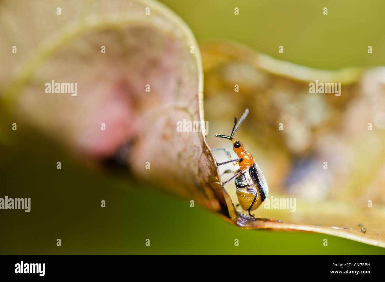 Chinese Insects High Resolution Stock Photography and Images - Alamy