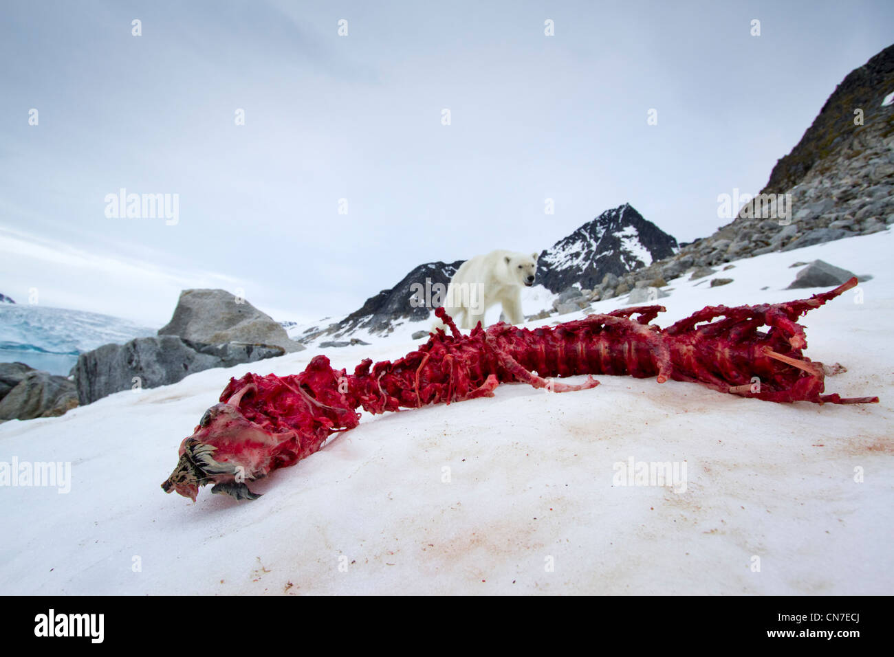Ursus maritimus skeleton hi-res stock photography and images - Alamy