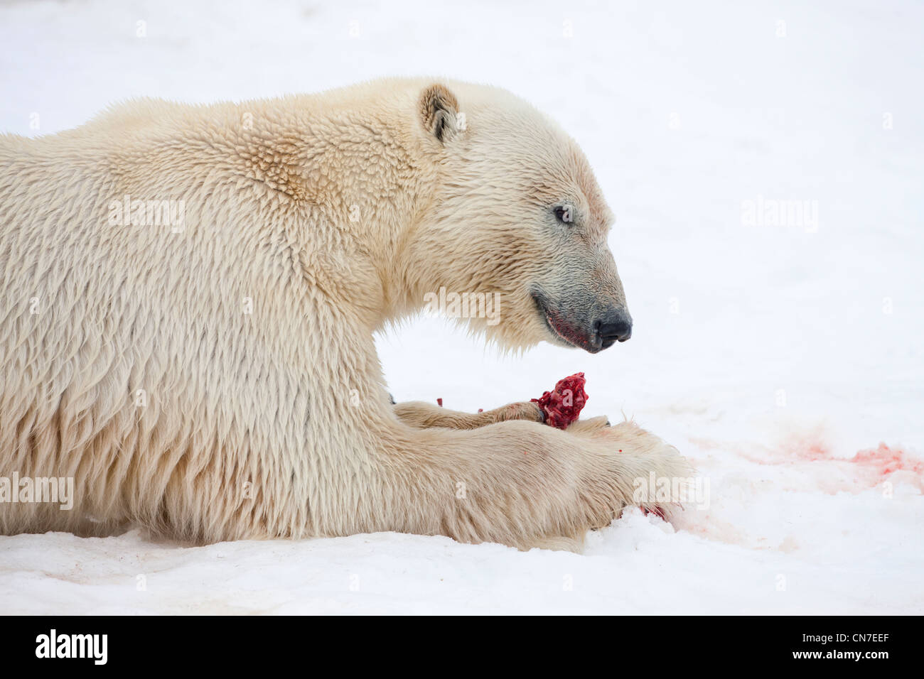 Bloody bear hi-res stock photography and images - Alamy